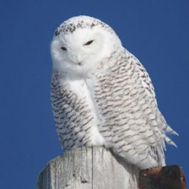 Observer le Harfang des neiges en hiver dans le sud-est du Québec ...