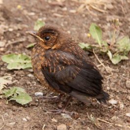 Trois jeunes Merles noirs sauvés avec l'aide de leurs parents ...