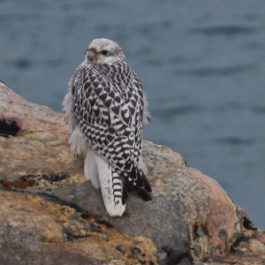 Les Faucons gerfauts les plus clairs sont favorisés | Ornithomedia.com