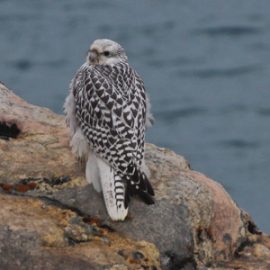 Les Faucons gerfauts les plus clairs sont favorisés | Ornithomedia.com