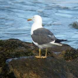 La succession des plumages du Goéland brun (Larus fuscus ...