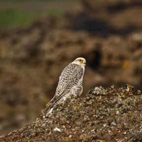 Des Faucons gerfauts "marins" | Ornithomedia.com