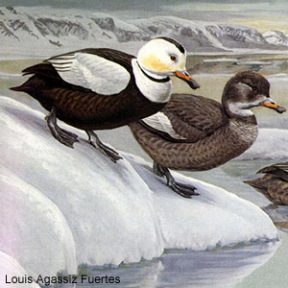 L'Eider du Labrador était-il en fait un hybride entre les Eiders à ...