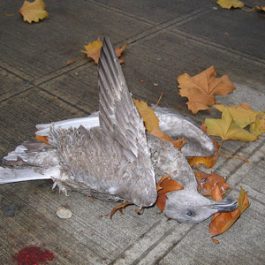 Que faire si l'on trouve un oiseau mort ? | Ornithomedia.com