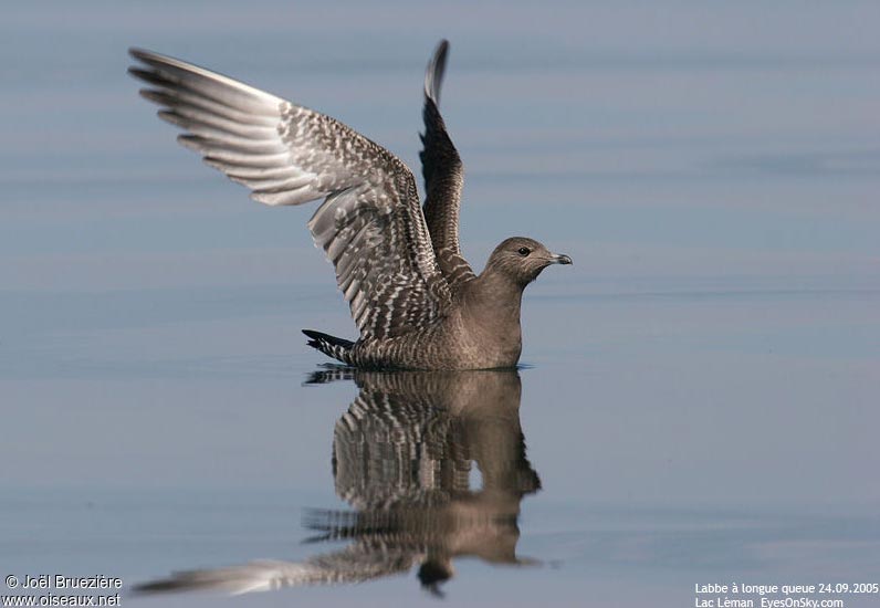 Où et comment observer les labbes sur le lac Léman (France - Suisse ...