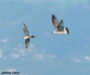 Où et comment observer les labbes sur le lac Léman (France - Suisse ...