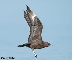 Où et comment observer les labbes sur le lac Léman (France - Suisse ...