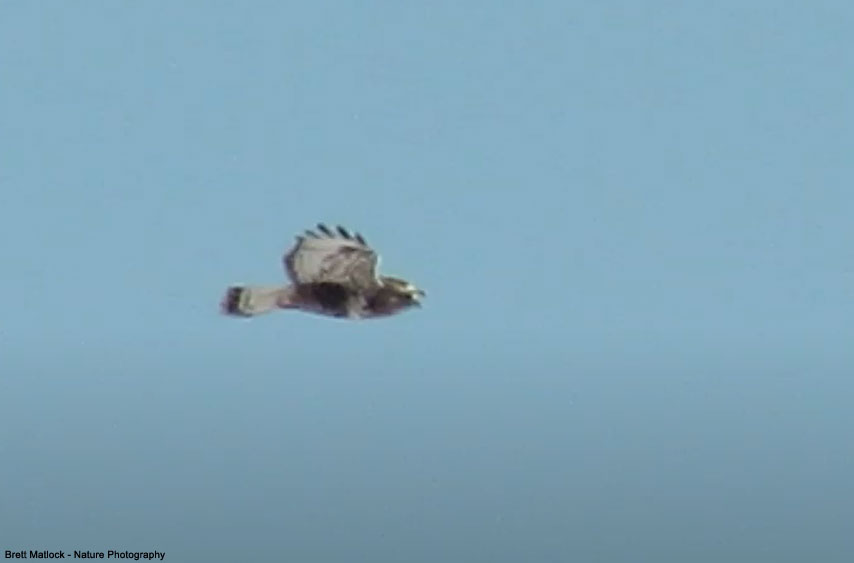 Comment distinguer les Buses pattue et variable ? | Ornithomedia.com