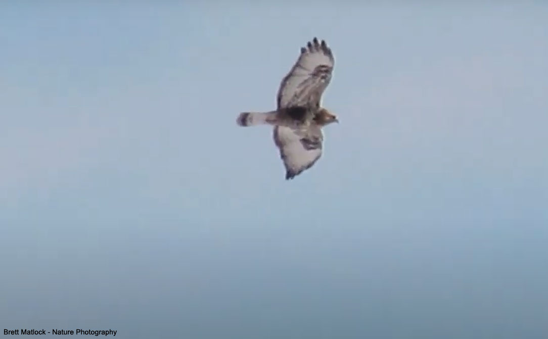 Comment distinguer les Buses pattue et variable ? | Ornithomedia.com