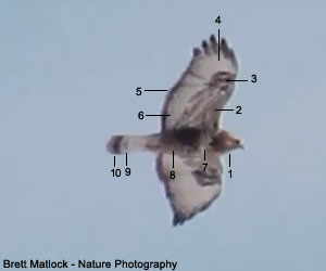 Comment distinguer les Buses pattue et variable ? | Ornithomedia.com