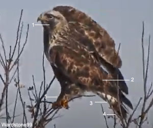 Comment distinguer les Buses pattue et variable ? | Ornithomedia.com