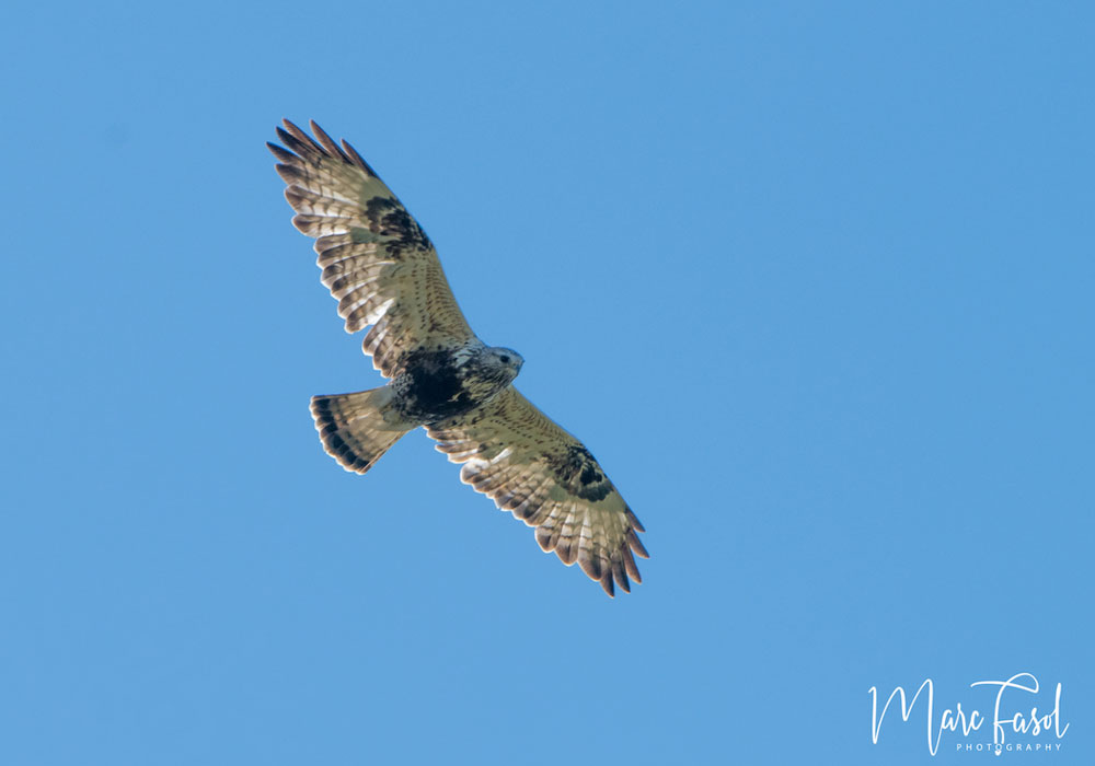 Comment distinguer les Buses pattue et variable ? | Ornithomedia.com