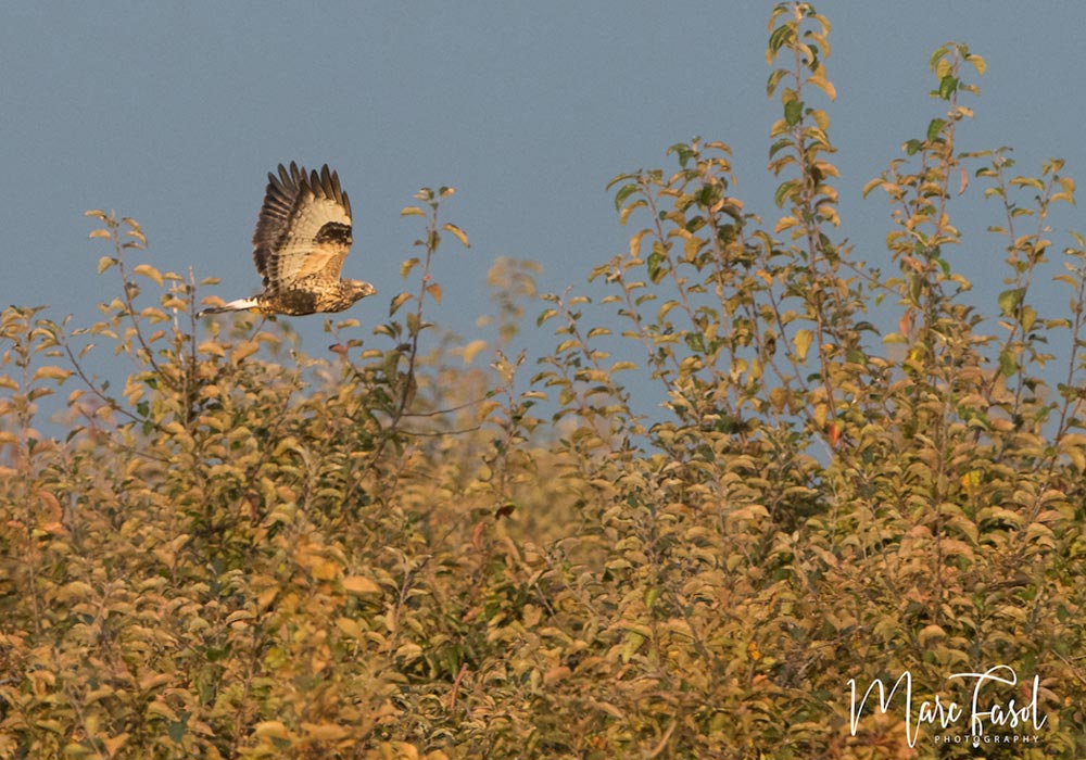 Comment distinguer les Buses pattue et variable ? | Ornithomedia.com