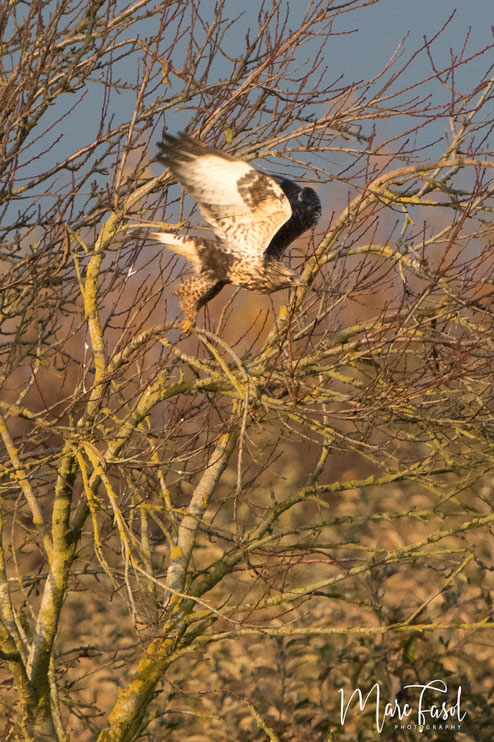 Comment distinguer les Buses pattue et variable ? | Ornithomedia.com