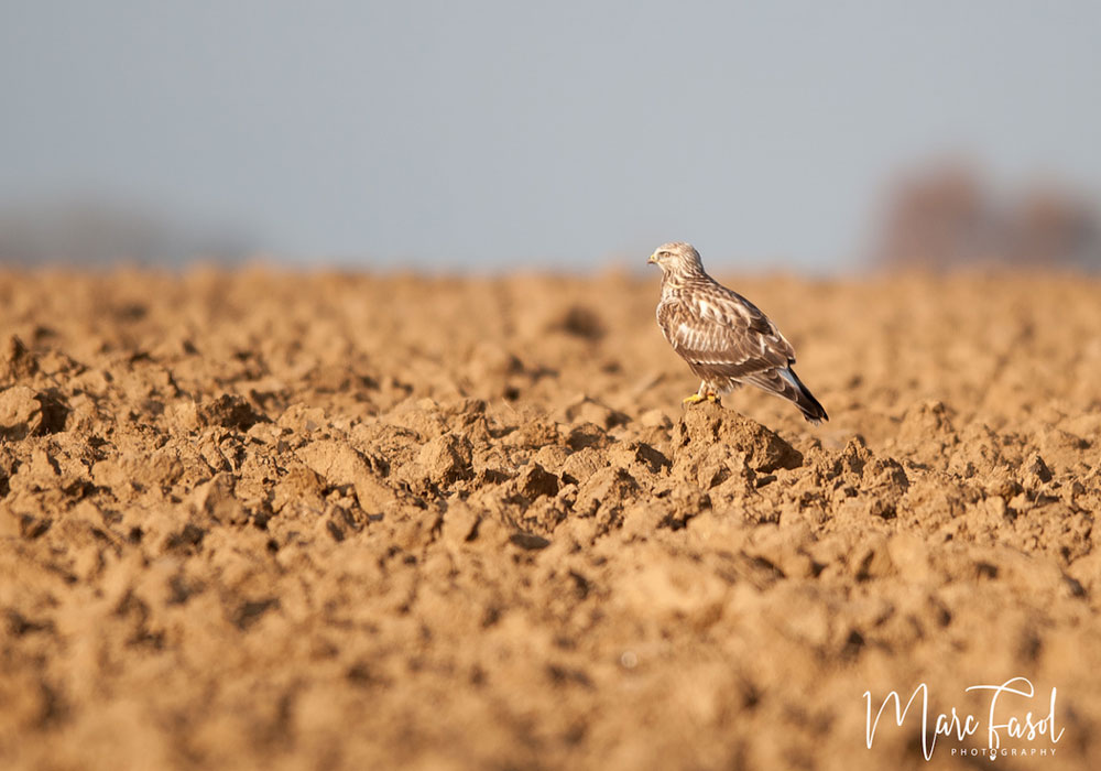 Comment distinguer les Buses pattue et variable ? | Ornithomedia.com