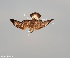 Comment distinguer les Buses pattue et variable ? | Ornithomedia.com