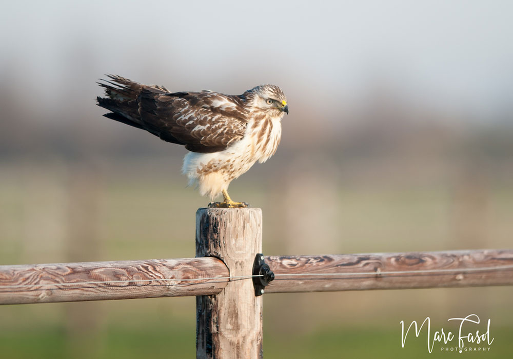 Comment distinguer les Buses pattue et variable ? | Ornithomedia.com