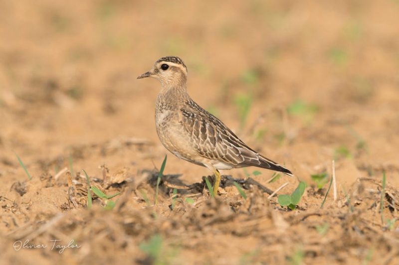 la migration des animaux en hiver