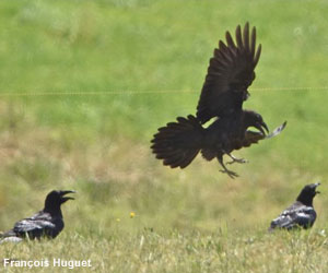 Promenades près de Filstroff (Moselle), dans le domaine du Gobemouche à ...
