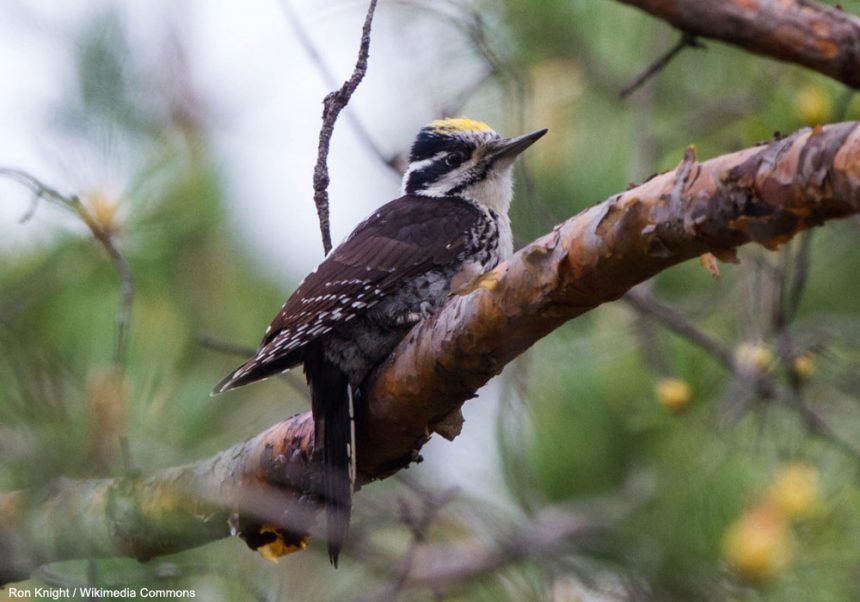 Le Castor d'Europe pourrait favoriser l'installation du Pic tridactyle ...