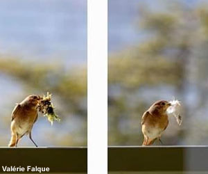 Nidification réussie d'un couple de Rougequeues à front blanc sur un ...