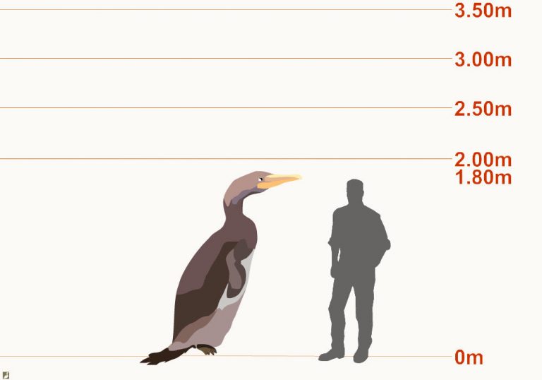 Les oiseaux préhistoriques géants du Cénozoïque | Ornithomedia.com