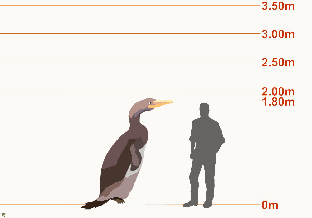 Les oiseaux préhistoriques géants du Cénozoïque | Ornithomedia.com