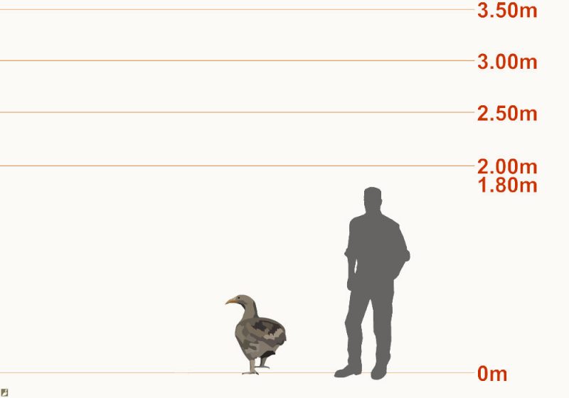 Les oiseaux préhistoriques géants du Cénozoïque | Ornithomedia.com