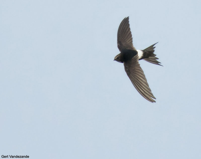 Minerve (Hérault) : un village, des falaises et un Martinet cafre ...