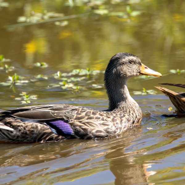 Canard colvert | Anas platyrhynchos | Mallard | Ornithomedia.com