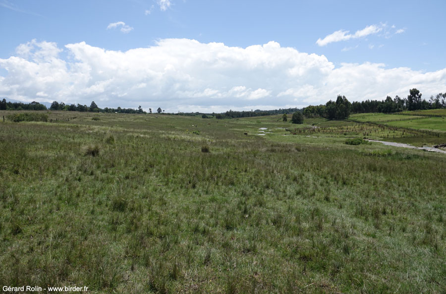 Voyage ornithologique dans le centre du Kenya du 24 janvier au 5 ...