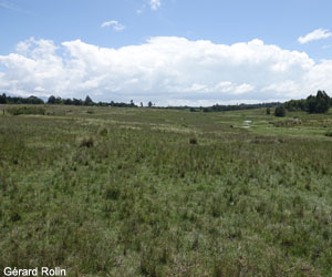 Voyage ornithologique dans le centre du Kenya du 24 janvier au 5 ...