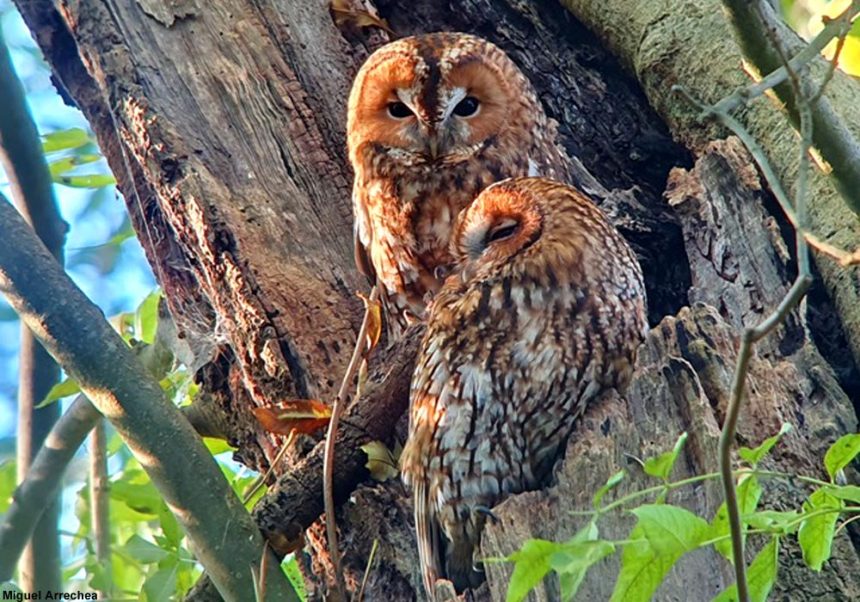 Qu'est-ce que la digiscopie ? | Ornithomedia.com