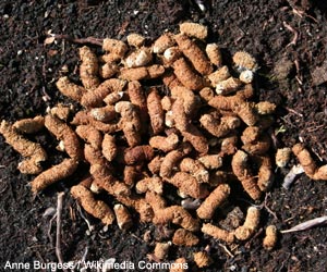 La Niverolle alpine peut manger des crottes de Lagopède alpin en hiver ...