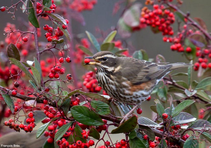 Identifier les oiseaux des jardins et des villes d'Europe en hiver ...