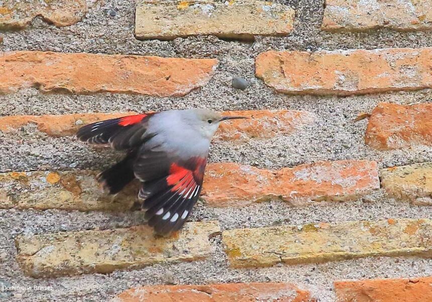 Le Tichodrome échelette, un "amateur" du patrimoine culturel français ...