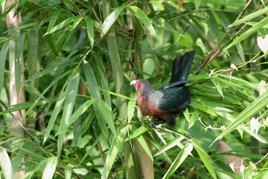 Malcoha rouverdin | Phaenicophaeus curvirostris | Chestnut-breasted ...