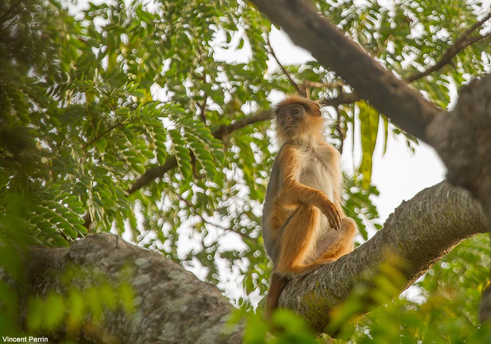 Observer les oiseaux dans le delta du Sine-Saloum (Sénégal), l’une des ...