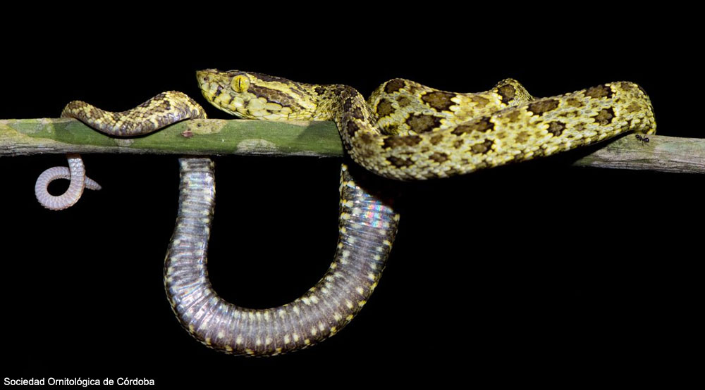 Le bilan remarquable d'une expédition ornithologique récente sur le ...