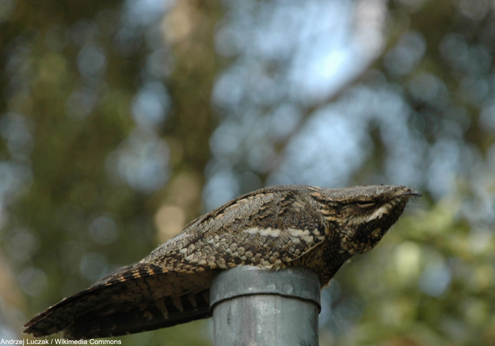 Sortie guidée pour écouter et observer l'Engoulevent d'Europe dans la ...