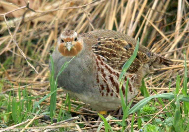 Le retour de la Perdrix grise : l'exemple encourageant et instructif du ...