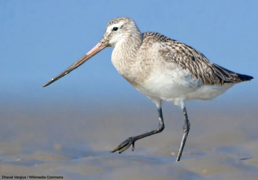 Proposition de reconnaissance d'une nouvelle sous-espèce de la Barge ...