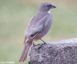 Périple ornithologique au Chili durant le printemps austral, de la ...