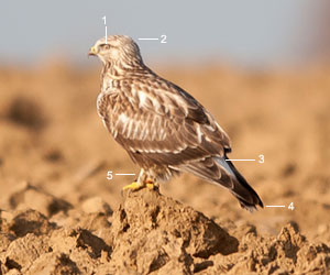 Comment distinguer les Buses pattue et variable ? | Ornithomedia.com