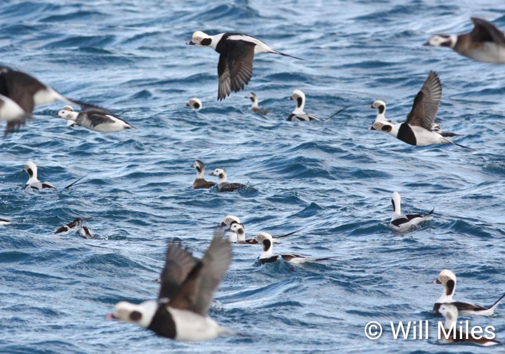 Les détroits de Bluemull et de Colgrave (îles Shetland), un "paradis ...