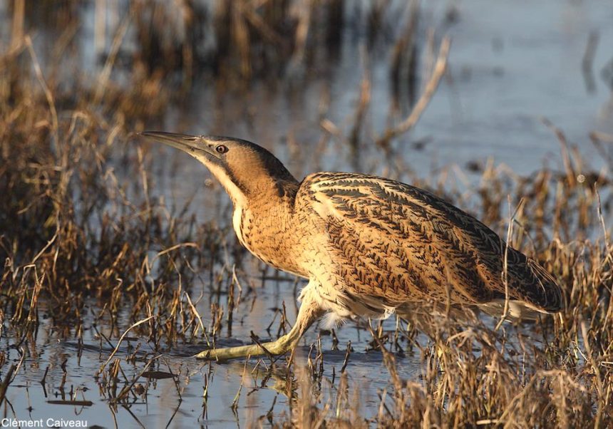 Les évolutions inversées des populations de Butors étoilés en Espagne ...