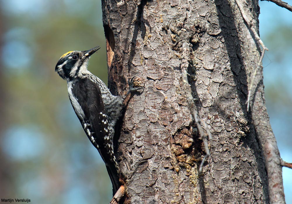 Martijn Versluijs nous décrit les effets des feux de forêt sur la ...