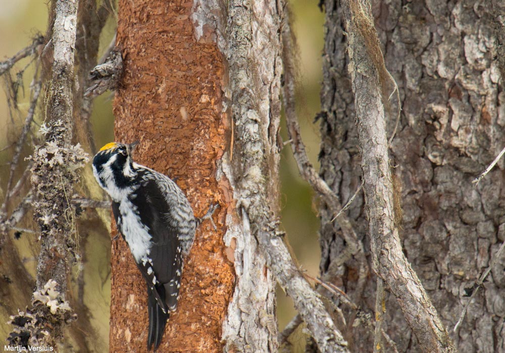 Martijn Versluijs nous décrit les effets des feux de forêt sur la ...