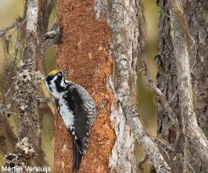 Martijn Versluijs nous décrit les effets des feux de forêt sur la ...