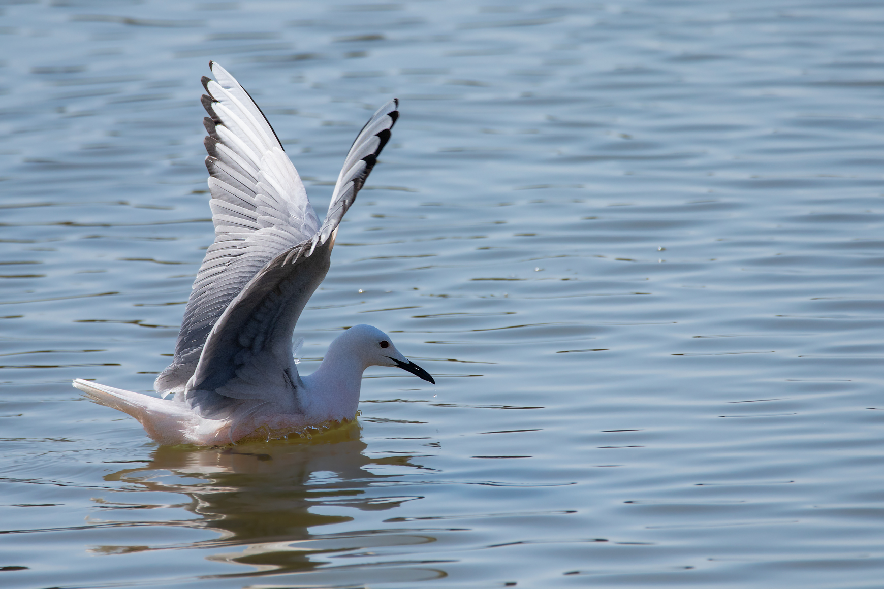 Goéland railleur | Larus genei | Slender-billed Gull | Ornithomedia.com